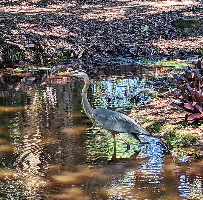 "Excuse me, I'm working here!" A great blue heron demonstrates the art of patience while hunting in reflective waters.