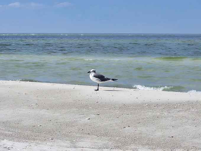 This laughing gull seems to know something we don't &ndash; probably that Shell Key's pristine shores beat any fancy resort hands down.