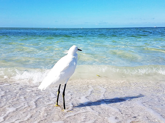 This snowy egret seems to be contemplating life's big questions &ndash; or maybe just where the next fish is hiding.