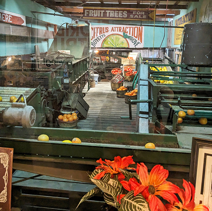Florida's citrus heritage comes alive in this working packing house, where the scent of oranges tells the state's sweetest story.