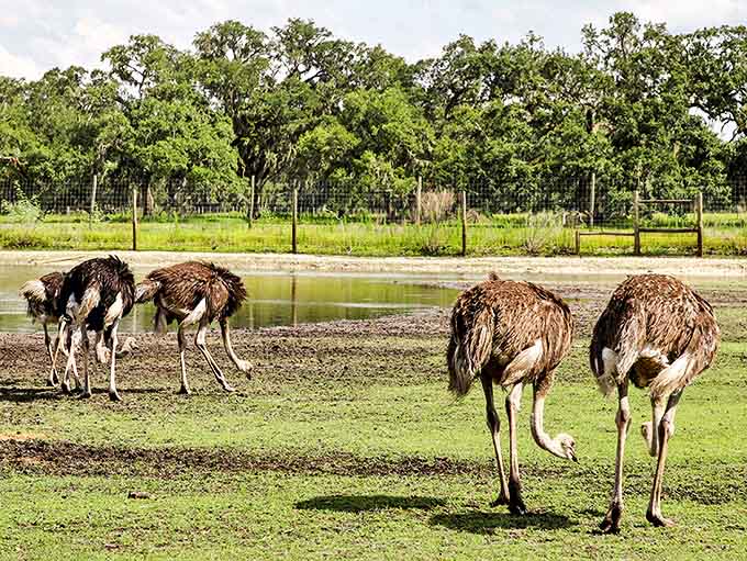 Ostriches strut their prehistoric stuff across the grounds, their tiny heads perched atop impossibly long necks like nature's own design quirk.