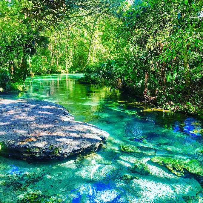 Mother Nature's swimming pool comes complete with emerald hues that no chlorine-filled resort could ever replicate. The limestone bottom creates that magical blue-green color that defines Florida springs.