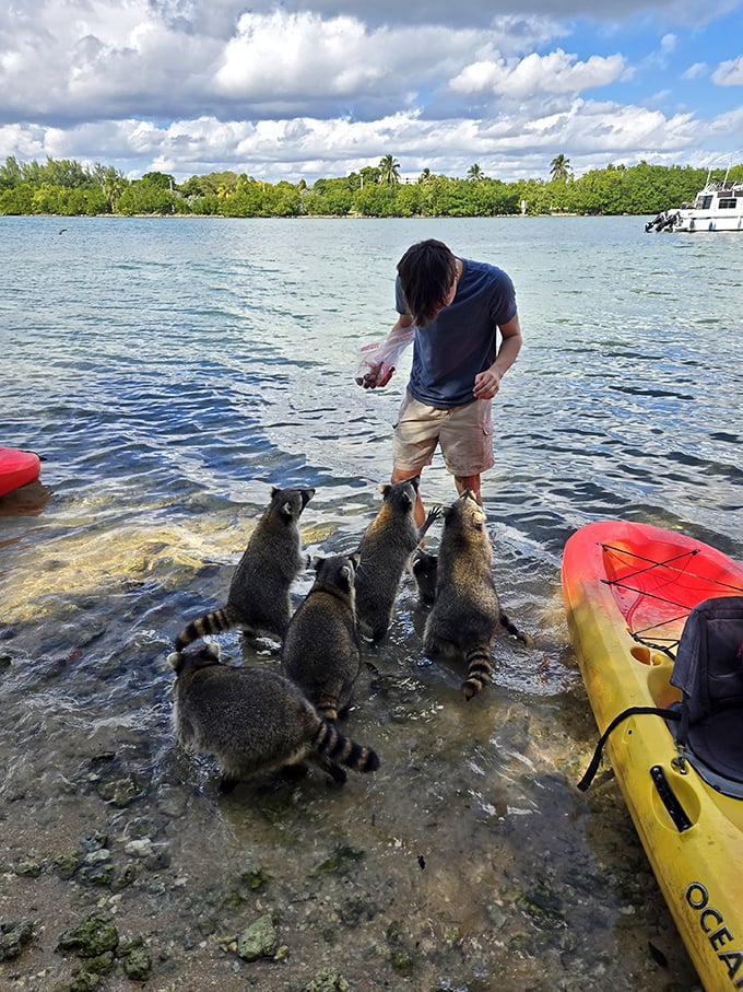 The park's masked bandits gather for their daily briefing on tourist lunch box security systems and optimal snack-snatching techniques.