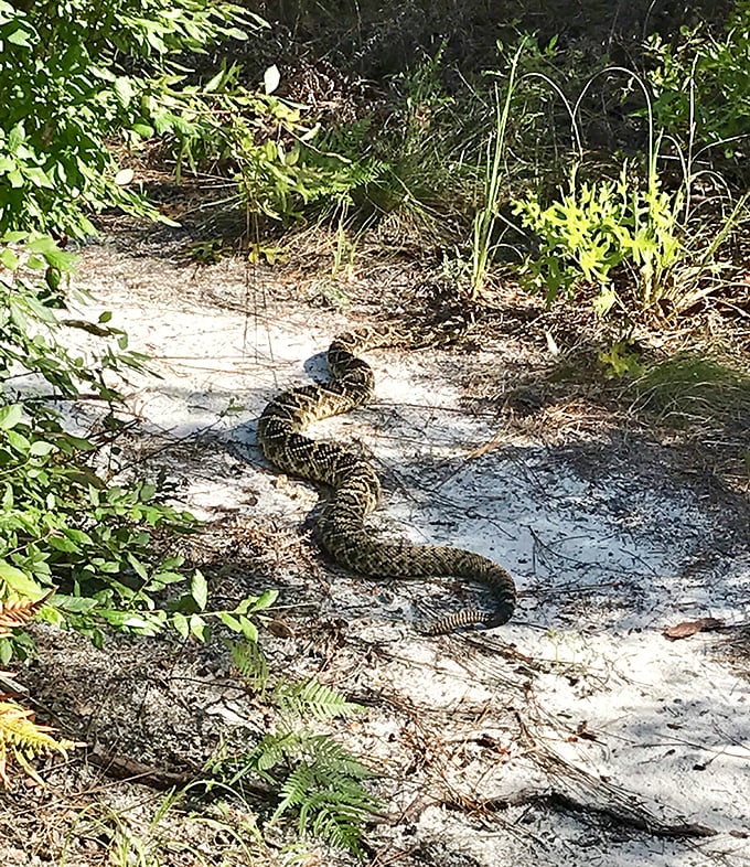 This rattlesnake sunning itself on the trail is Florida's version of a crossing guard&mdash;giving visitors a good reason to stay on the designated path!
