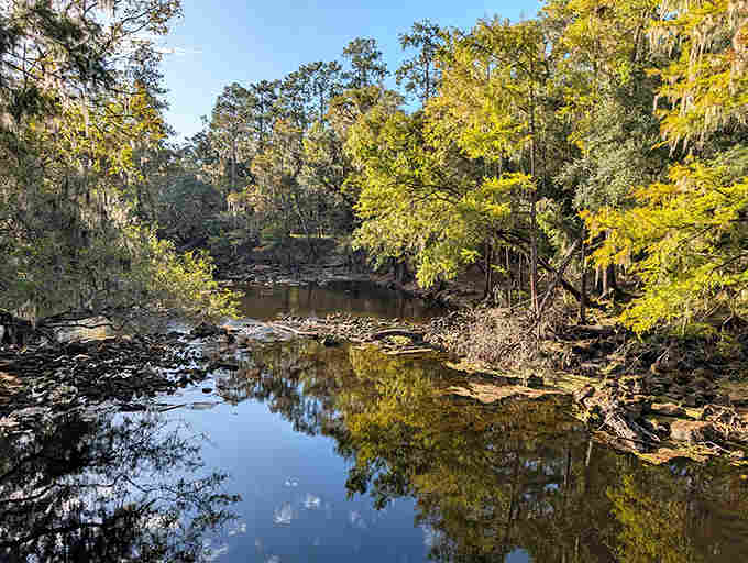 The Santa Fe River flows serenely between tree-lined banks, completely unaware it's about to perform its famous disappearing act downstream.