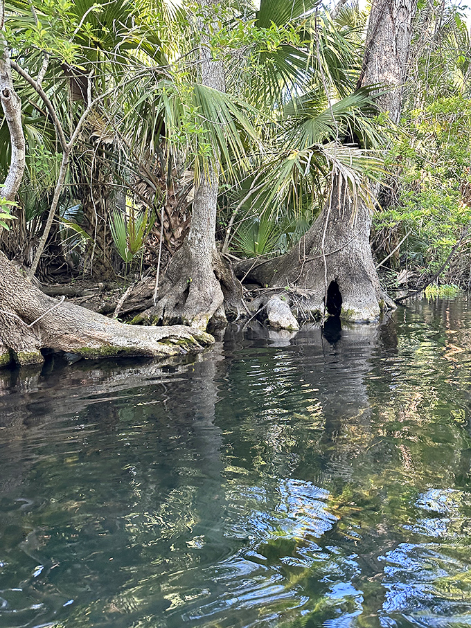 Ancient cypress trees with their "knees" up &ndash; nature's architectural marvels that have been perfecting their pose for centuries.