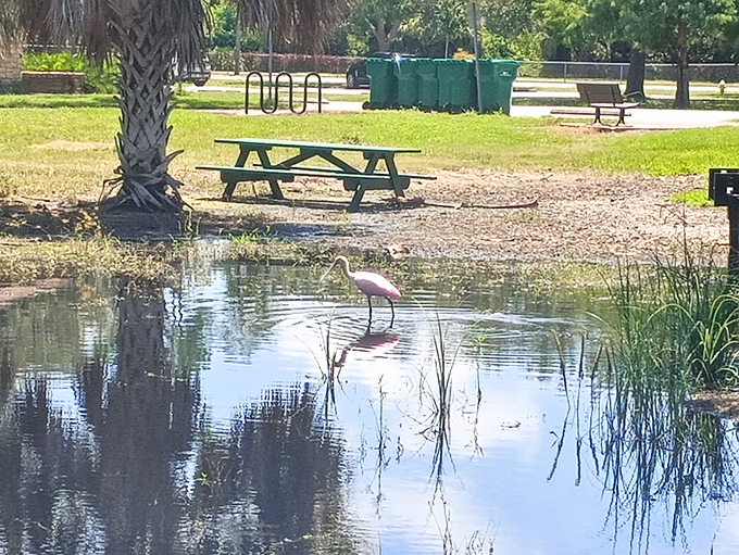 A roseate spoonbill adds a splash of pink to the landscape&mdash;nature's way of saying "beige is boring."
