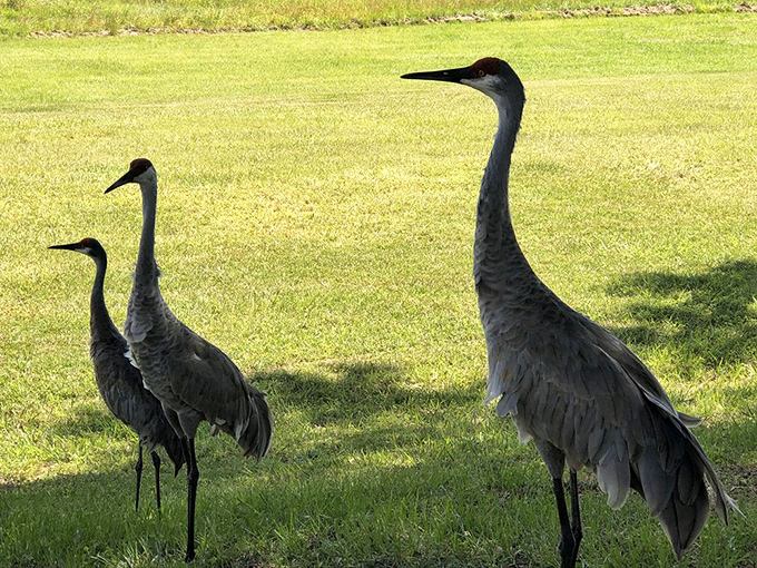 Majestic sandhill cranes patrol the Lake Wales area, perhaps descendants of witnesses to the legendary chief-gator battle.