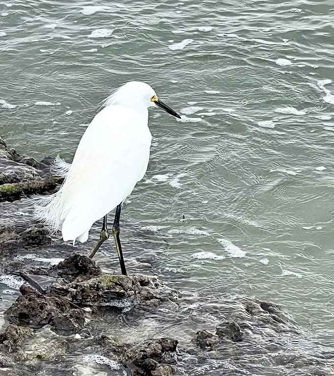 Excuse me, do you have a reservation? This snowy egret looks like the ma&icirc;tre d' of the finest seafood restaurant.