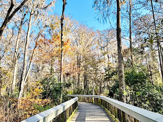 Dappled sunlight plays hide-and-seek on this path, creating a natural light show that no theme park could ever replicate.