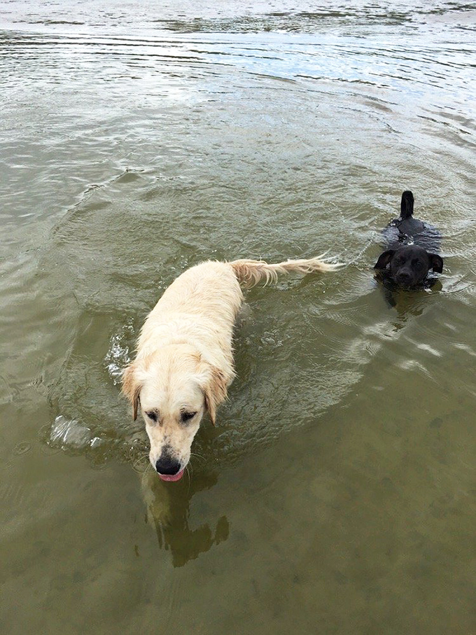 The buddy system in action &ndash; these swimming companions demonstrate perfect doggy paddling form in the gentle Gulf waters.