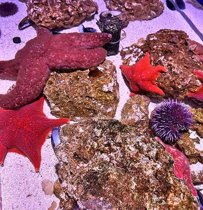 Nature's treasures await curious fingers at the touch tank, where starfish and sea urchins offer tactile lessons in marine biology.
