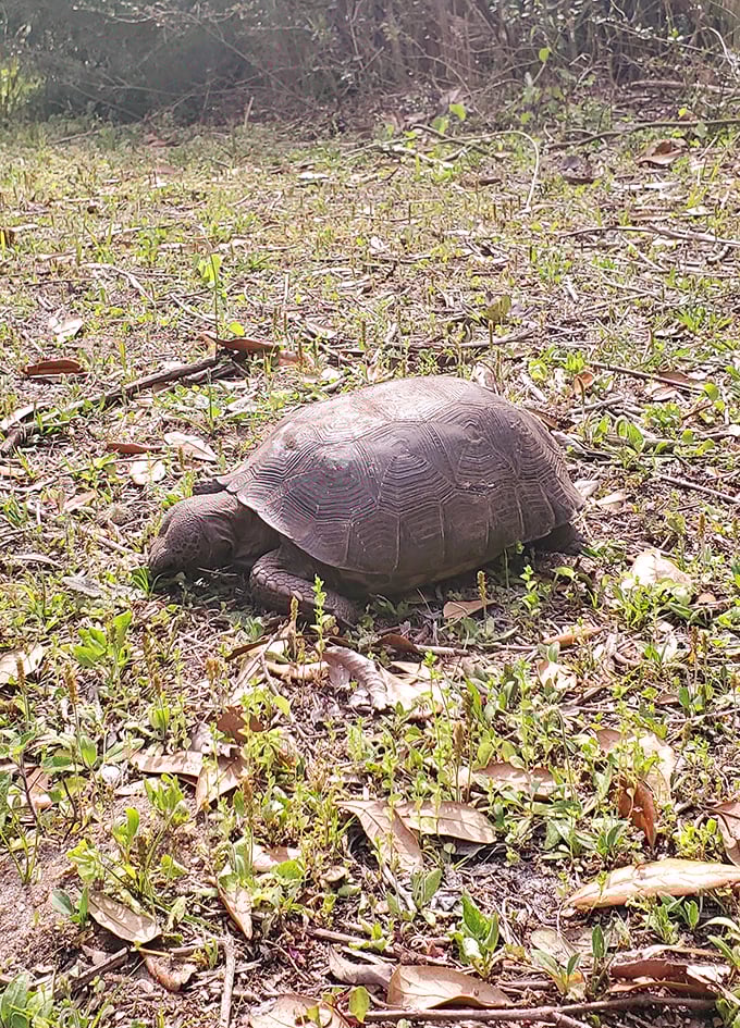 The gopher tortoise, Florida's own living fossil, takes life at its own deliberate pace &ndash; a reminder that slow and steady wins the race.