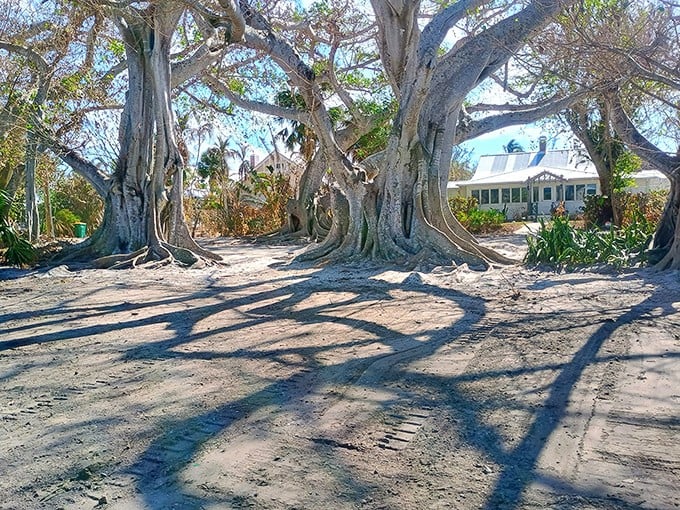 These perfectly imperfect trees curve and bend in unison, creating a landscape that feels like nature&rsquo;s own art gallery.