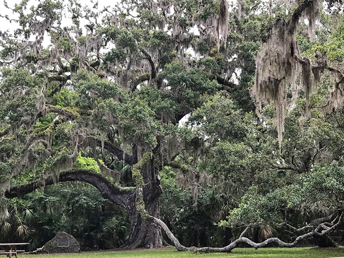 A natural clearing beneath the ancient oak creates a perfect meditation spot where time seems to slow to the pace of tree growth.