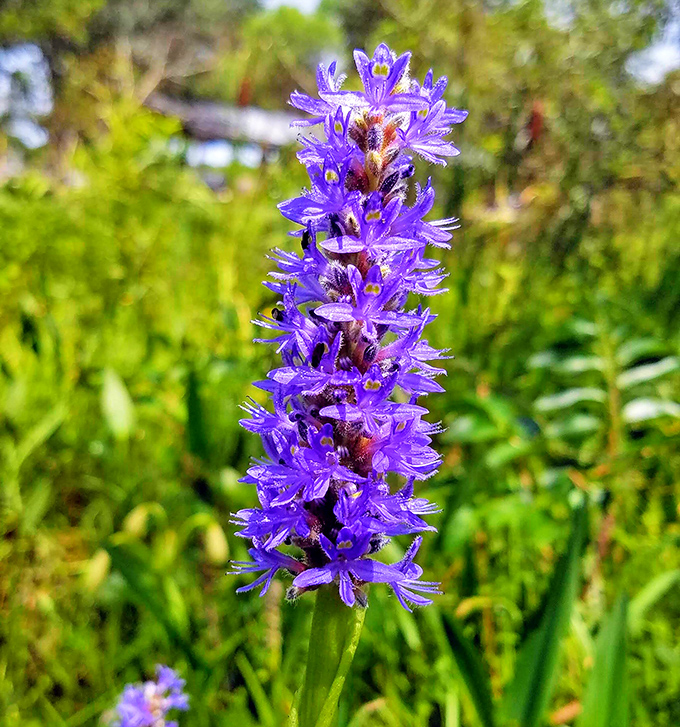 Purple perfection blooming wild&mdash;nature's way of showing off without needing a single Instagram filter.