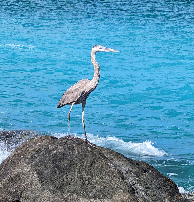 A great blue heron strikes a pose worthy of a wildlife magazine cover, seemingly aware of its photogenic profile against turquoise waters.