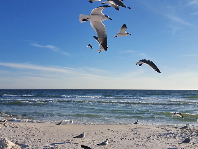 Wildlife: Seagulls perform their aerial ballet against the perfect blue sky, hoping you might share a sandwich crumb or two.