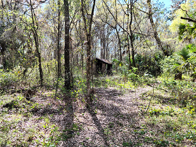 Sunlight filters through gaps in the abandoned cabin walls, nature's spotlight on a stage where real Florida history played out.