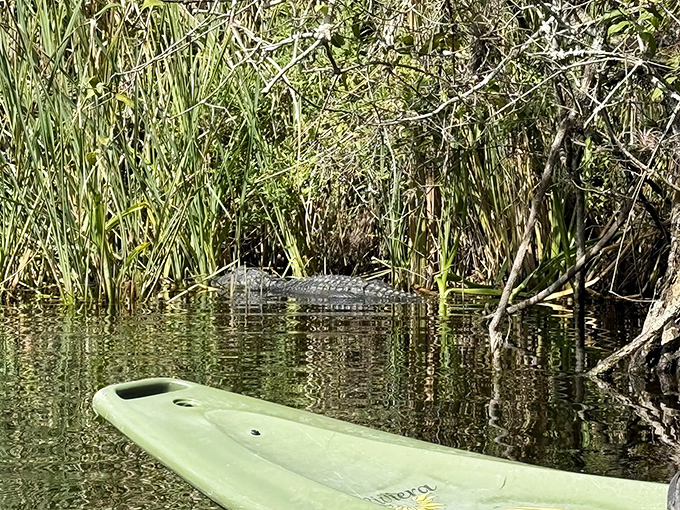 Spot the prehistoric roommate! This alligator reminds you that you're just a visitor in a wilderness timeshare that's been running for millions of years.
