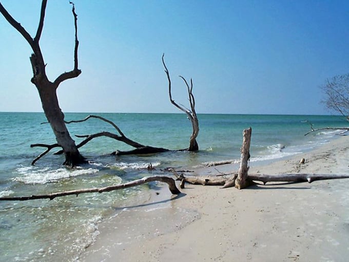 Driftwood sculptures created by nature's patient hand stand sentinel on Captiva's beaches, telling silent stories of storms and survival.