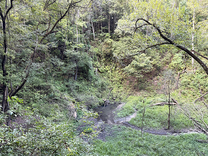 Where wilderness meets wonder: The dramatic ravine cuts through Florida's typically flat landscape, creating an unexpected adventure just steps from civilization.