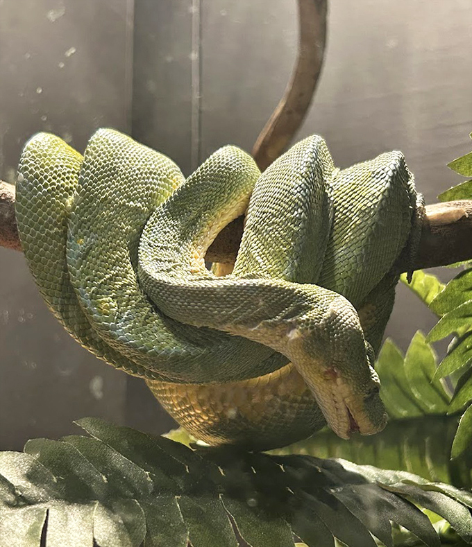 The green tree python demonstrates nature's perfect spiral, coiled like living jewelry that could definitely accessorize your arm – if you never wanted to use it again.