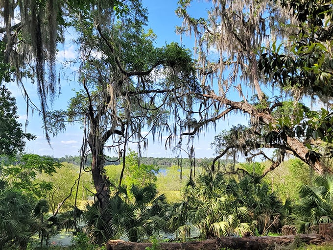 Spanish moss theater: Nature's curtains frame the spectacular water views beyond this verdant Florida stage.