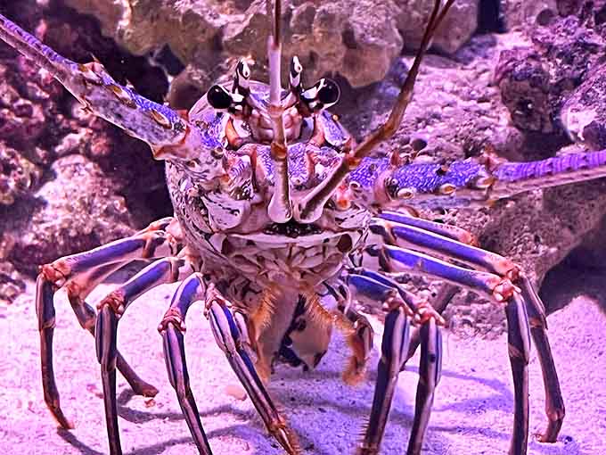 This spiny character looks like it's auditioning for an underwater remake of "West Side Story" &ndash; all attitude and ready to snap.