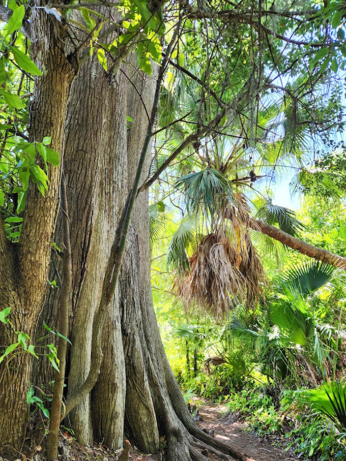 This majestic cypress stands like nature's skyscraper, its massive roots spreading like fingers grasping the earth.