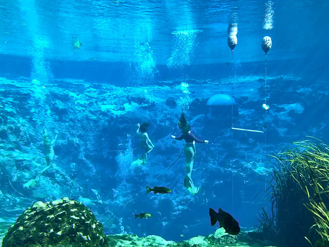 Multiple mermaids navigate the spring's powerful current while maintaining formation &ndash; a feat requiring strength, coordination and years of specialized training.