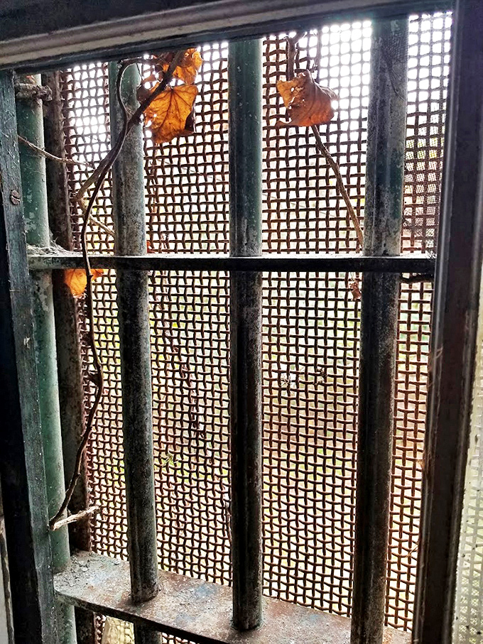 Autumn leaves caught in the jail's barred windows create an unintentional beauty, nature's decoration for a place designed to be deliberately stark.