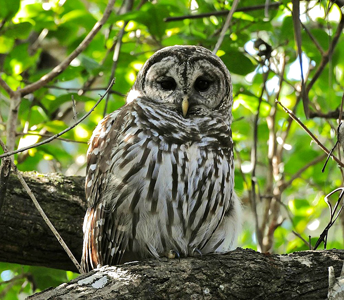 "I see you!" This barred owl offers the perfect wildlife encounter &ndash; close enough for a great photo, far enough to respect wild boundaries.