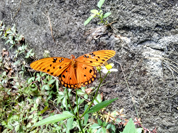 Nature's tiny flying jewel takes a breather – this Gulf Fritillary butterfly adds a splash of orange to the verdant landscape.