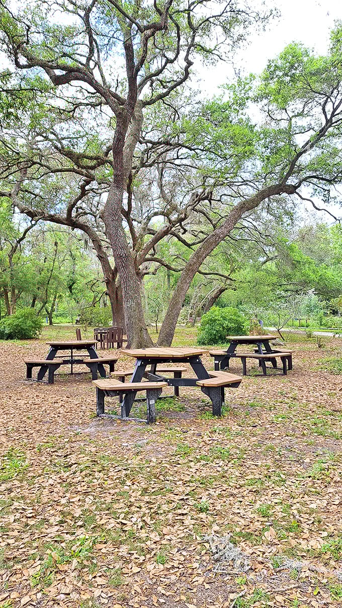 Ancient oaks create a natural canopy over rustic picnic tables&mdash;the perfect spot for sandwiches with a side of serenity.