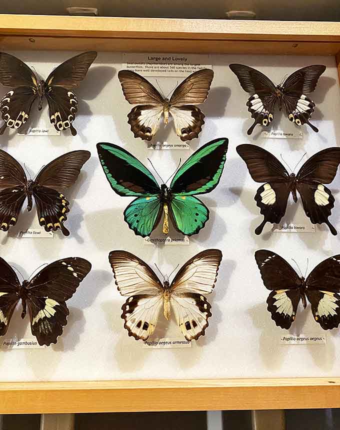 Preserved specimens reveal the incredible variety of butterfly species, from delicate to dramatic, each one a tiny masterpiece.