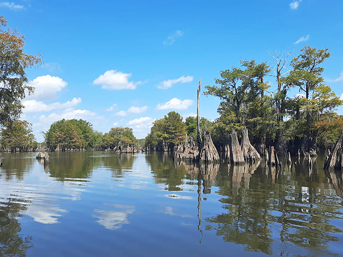 Sunlight filters through Spanish moss curtains, creating dappled patterns on water so clear you can count the fish below.