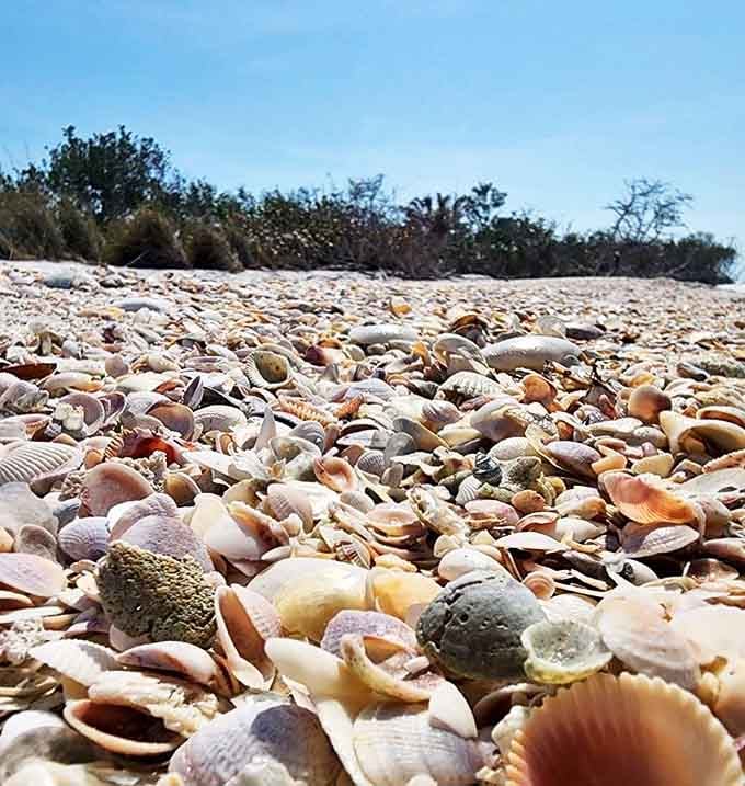 This shell collection looks like the ocean's version of a yard sale, except everything's free and nobody's haggling over prices.