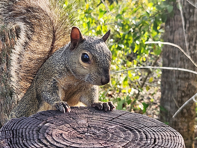 This little furry local seems to be saying, "Yes, I'm adorable. No autographs, please &ndash; I'm busy with important squirrel business."