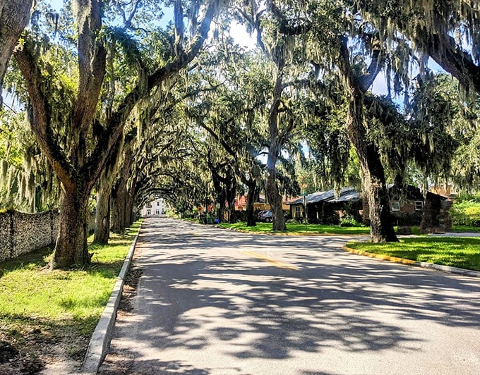 On sunny days, the contrast between bright sky and deep green canopy creates a light show no theater could ever replicate.