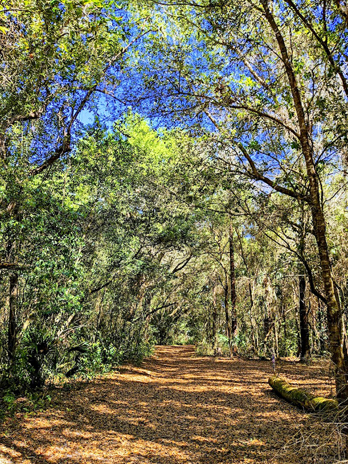 The forest opens to reveal a cathedral of trees, where shafts of sunlight create nature's own stained glass effect.