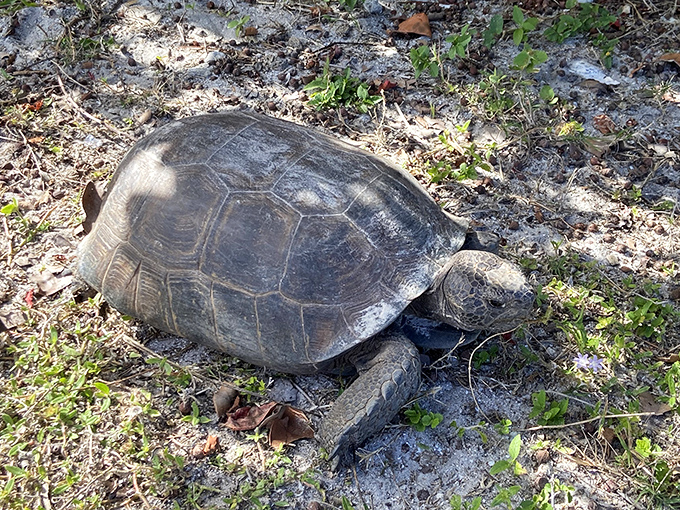 The original Florida resident taking a leisurely stroll &ndash; gopher tortoises have been perfecting beach life for millions of years.