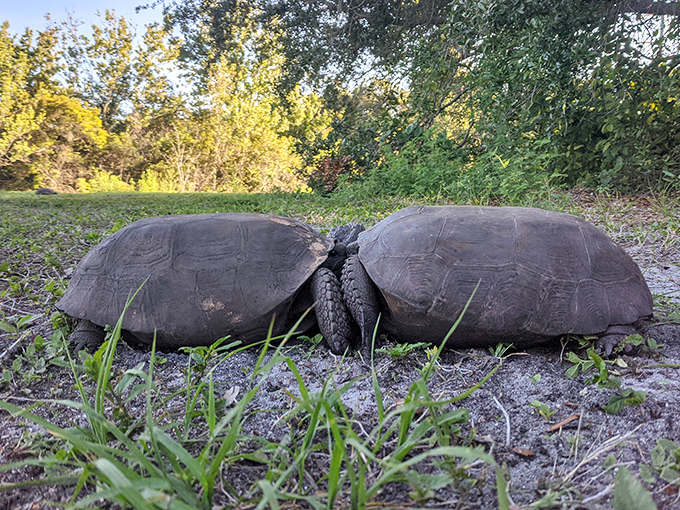 Two tortoises having what appears to be the slowest romantic date in Florida &ndash; patience is a virtue in love.