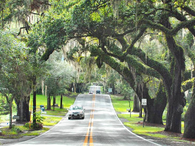 Even with cars passing through, there's a timeless quality here&mdash;as if these trees have seen it all and remain unimpressed.