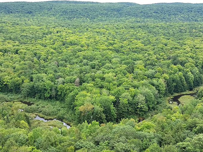 A verdant canopy stretches skyward, creating a natural cathedral where sunlight filters through like stained glass in this woodland sanctuary.