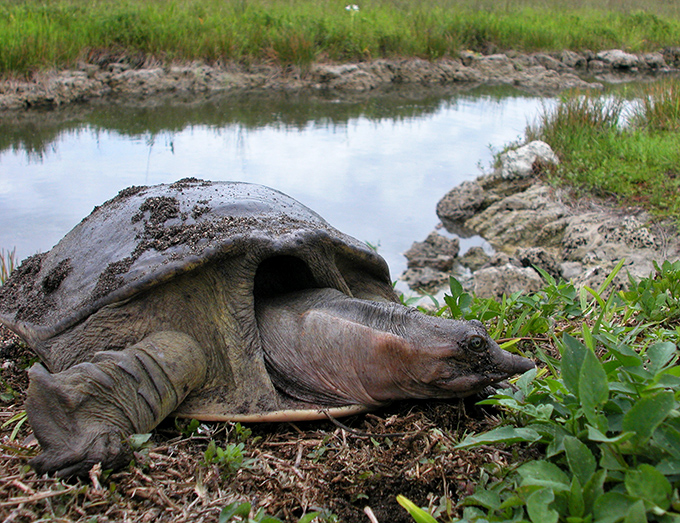 The softshell turtle, nature's original slow-and-steady philosopher, taking life one unhurried moment at a time.