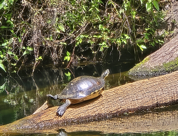 "Excuse me, human, you're interrupting my sunbathing routine." Local turtles perfect the art of judging tourists from comfortable logs.