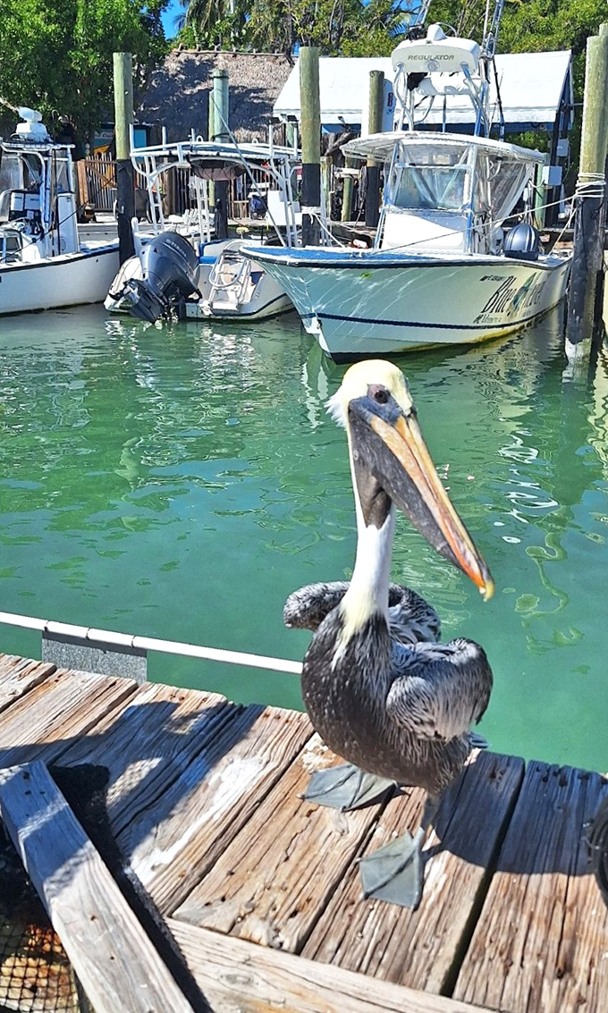 This photogenic pelican has mastered the art of posing for tourists, knowing that where there are people with fish, there are opportunities.