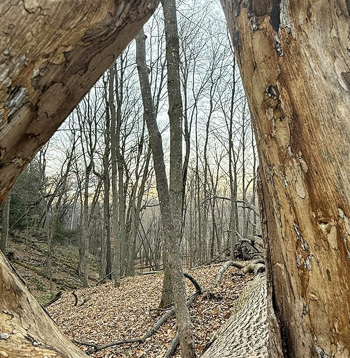 A cathedral of trees where the silence speaks volumes and even the most dedicated city-dwellers find themselves whispering in reverence.