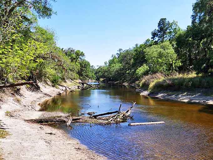 Little Big Econ's winding boardwalk leads adventurers through a forest that feels both ancient and alive, where every step reveals new wonders.